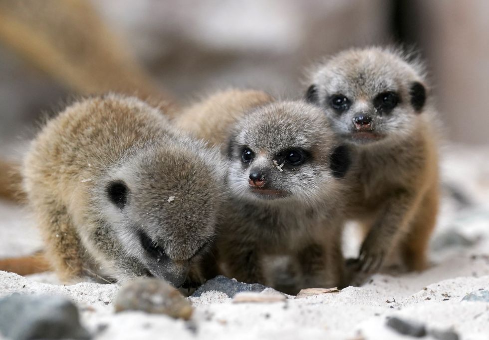 Baby meerkats explore their surroundings at safari park | indy100