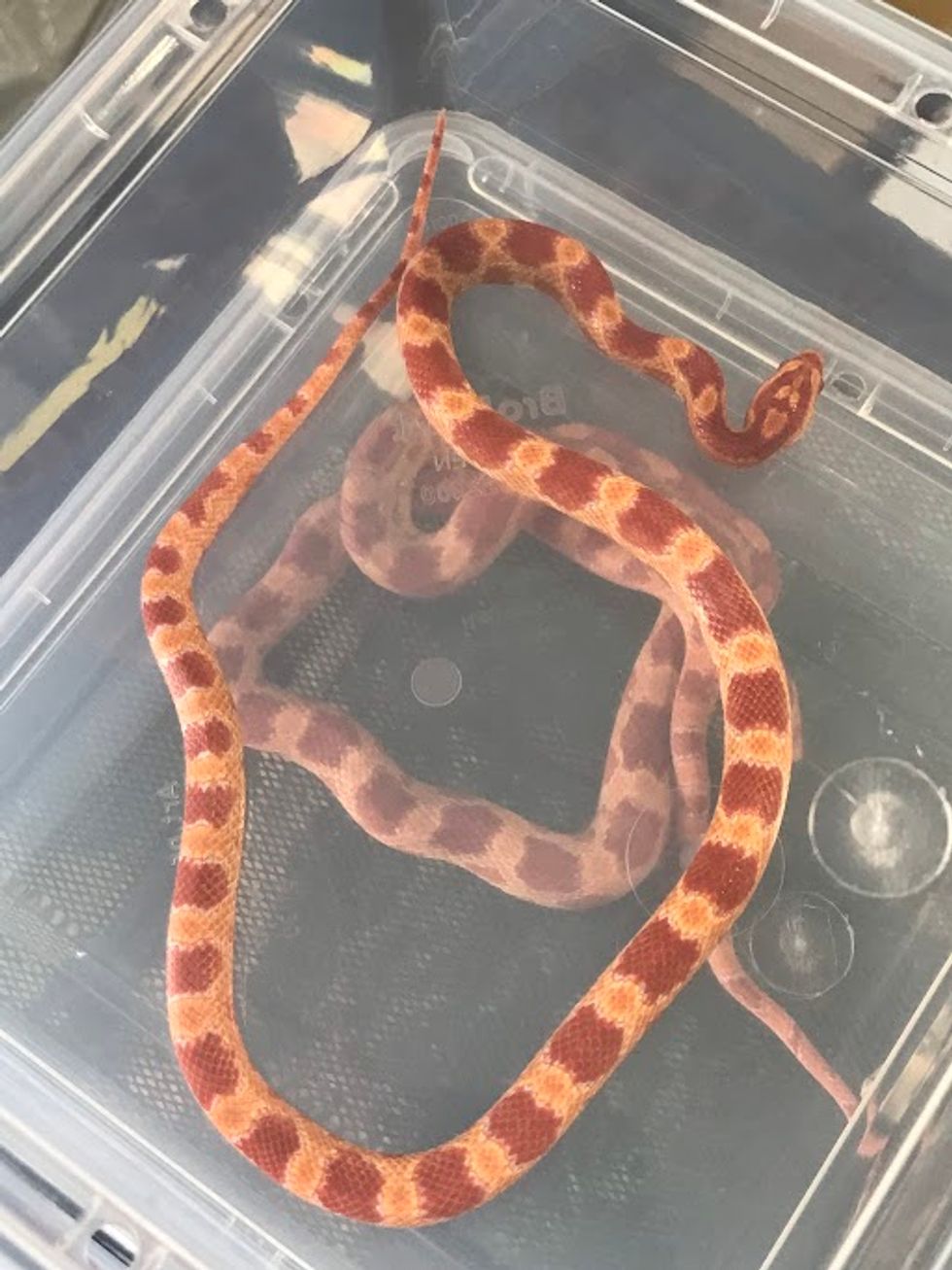 Upscale development – seven snakes left abandoned in house | indy100