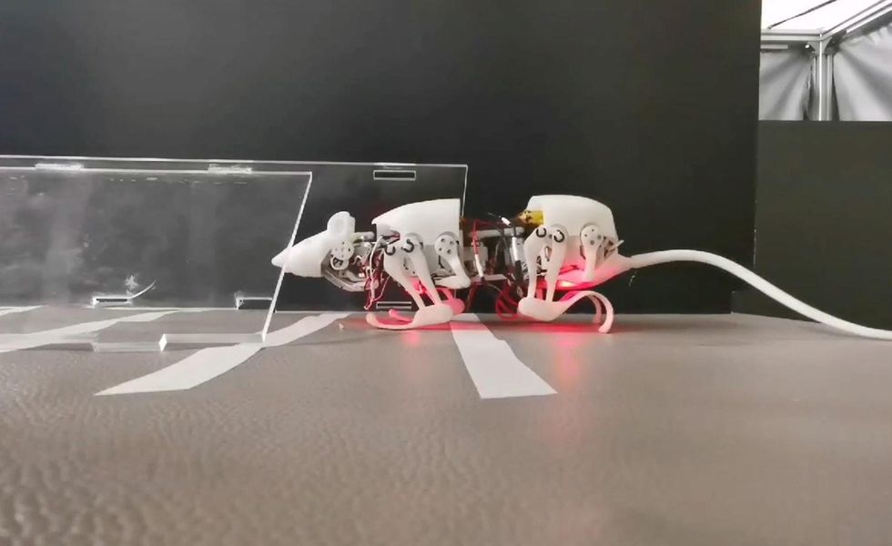 Disaster site searches could soon be carried out by robot rats | indy100