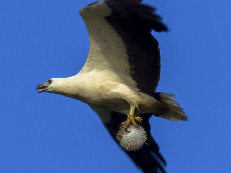 Eagle Carrying Fish