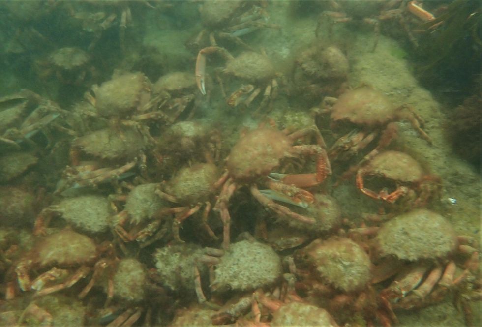 Crab phenomenon captured on camera just off Cornwall beach | indy100