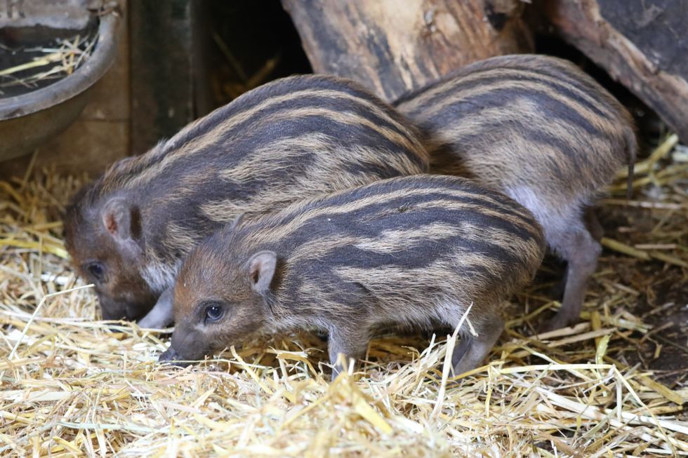Endangered piglets born at Edinburgh Zoo | indy100