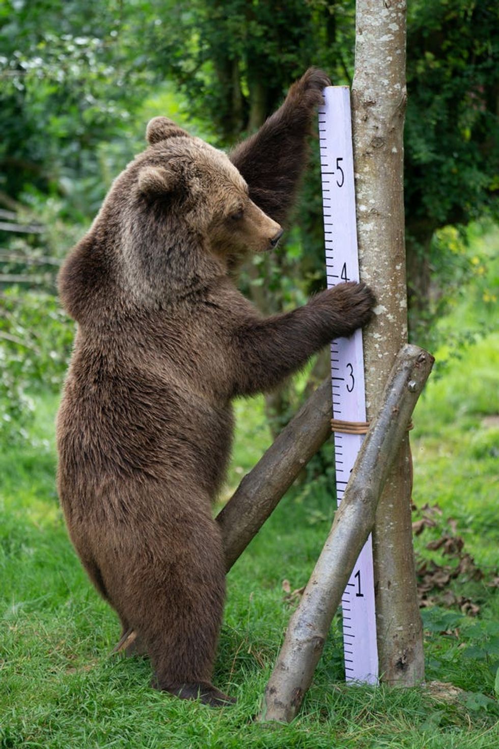 11,000 animals ‘lured’ on to scales at Bedfordshire zoo for annual ...